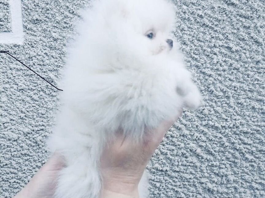 Померанский шпиц мини щенок