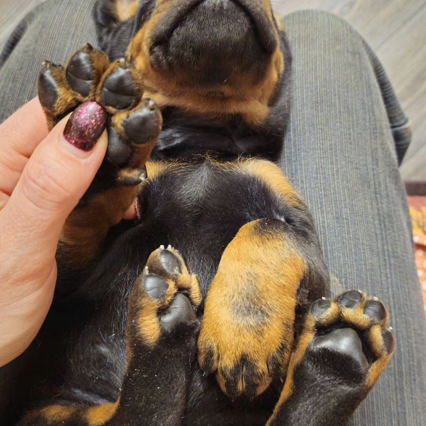 Щенки добермана