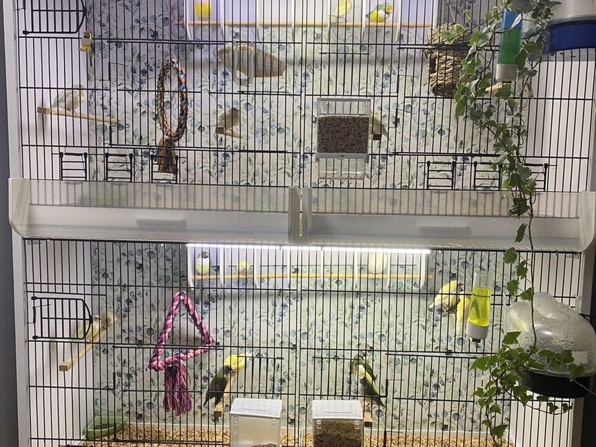 Амадина гульда 2 самочки лето 2023