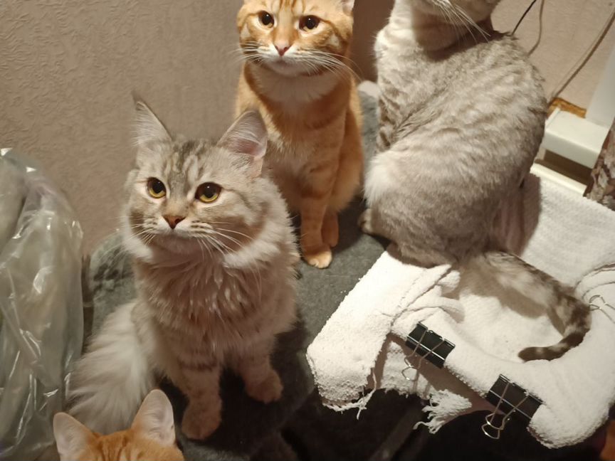 Котики бесплатно в добрые руки