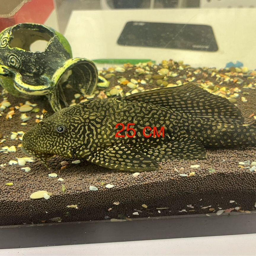 Аквариумные рыбки бесплатно самовывоз