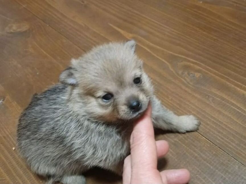 Той-терьер щенки