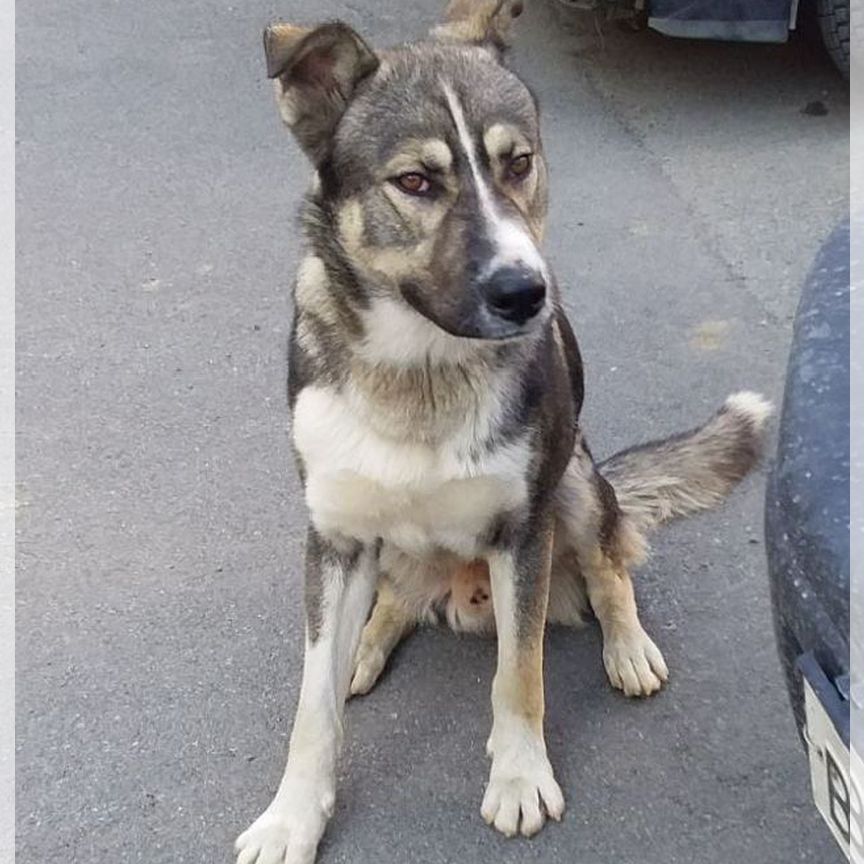 Собака в добрые руки