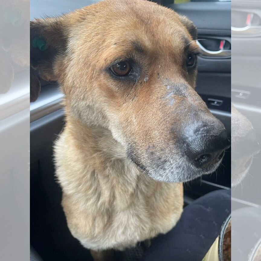 Взрослый пёс в добрые руки