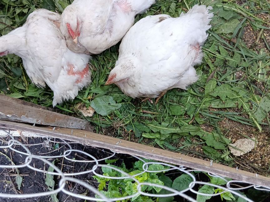 Броллеры росс 308 60 суток