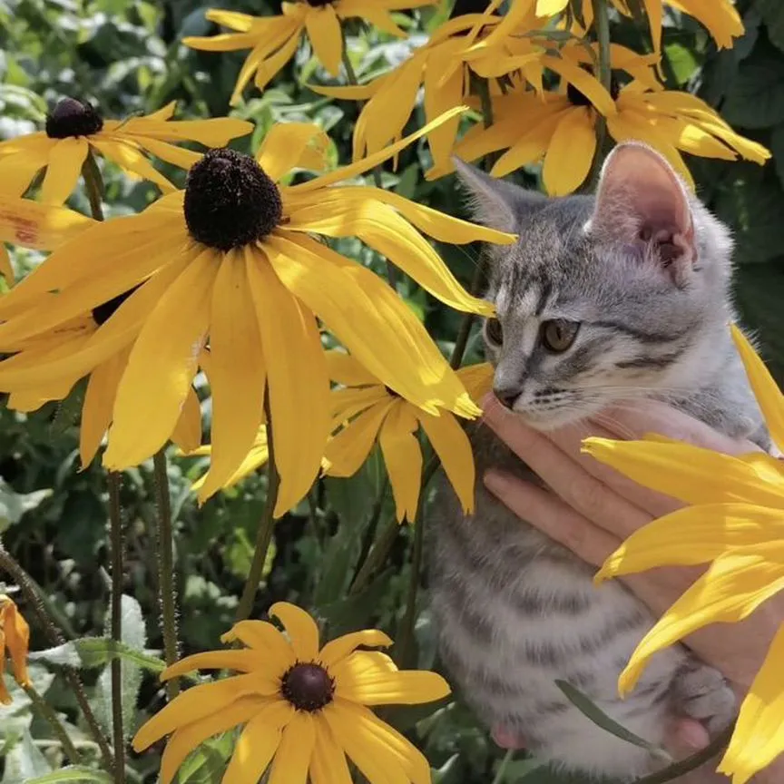 Котенок девочка