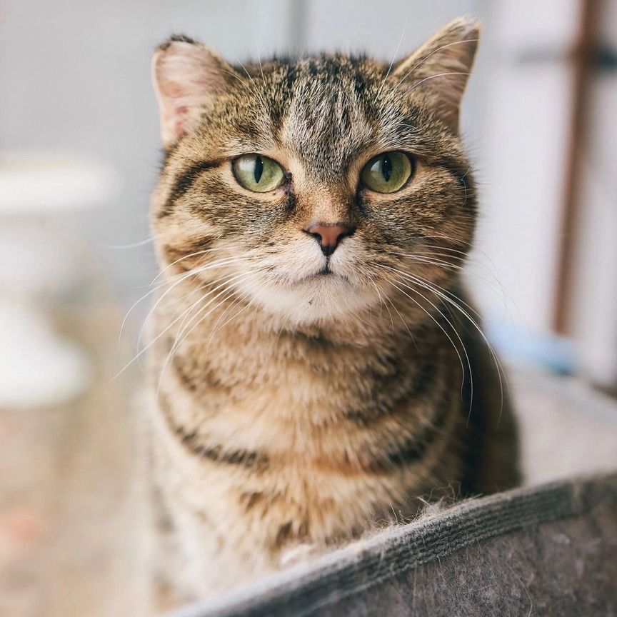 Ласковая котенок-кошечка