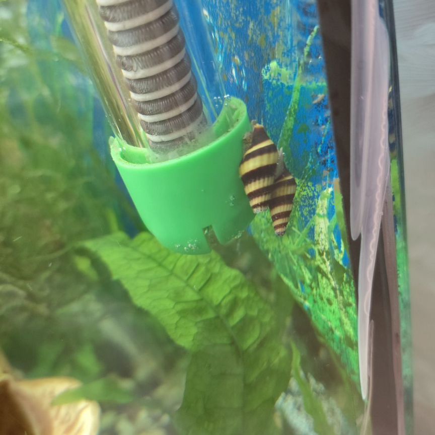 Улитка Хелена