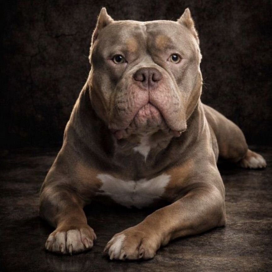 Американский булли, вязка