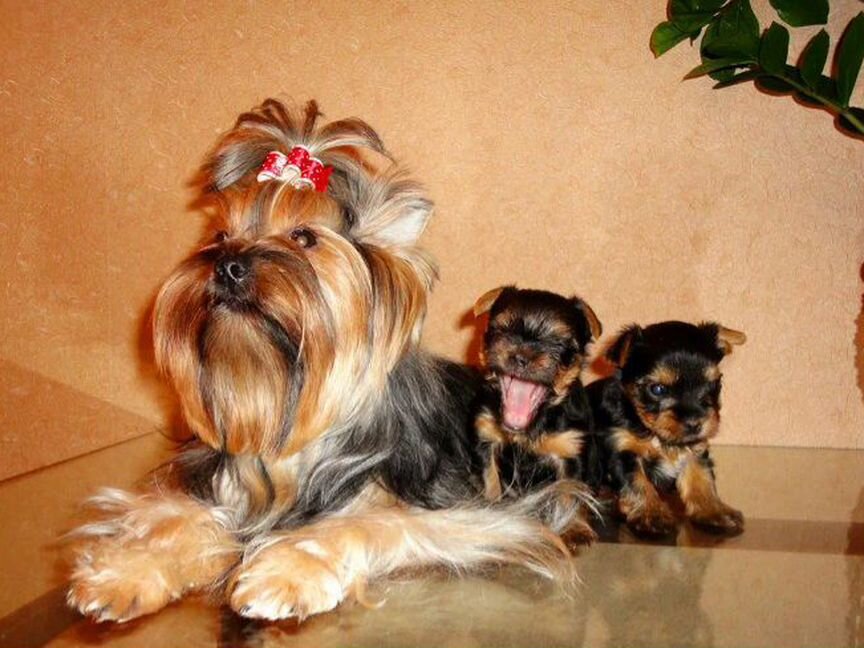 Йоркширский терьер щенки