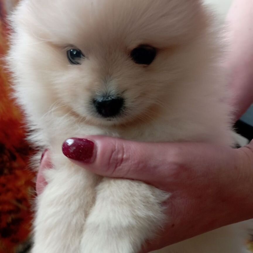 Шпицы 1,5 месяца