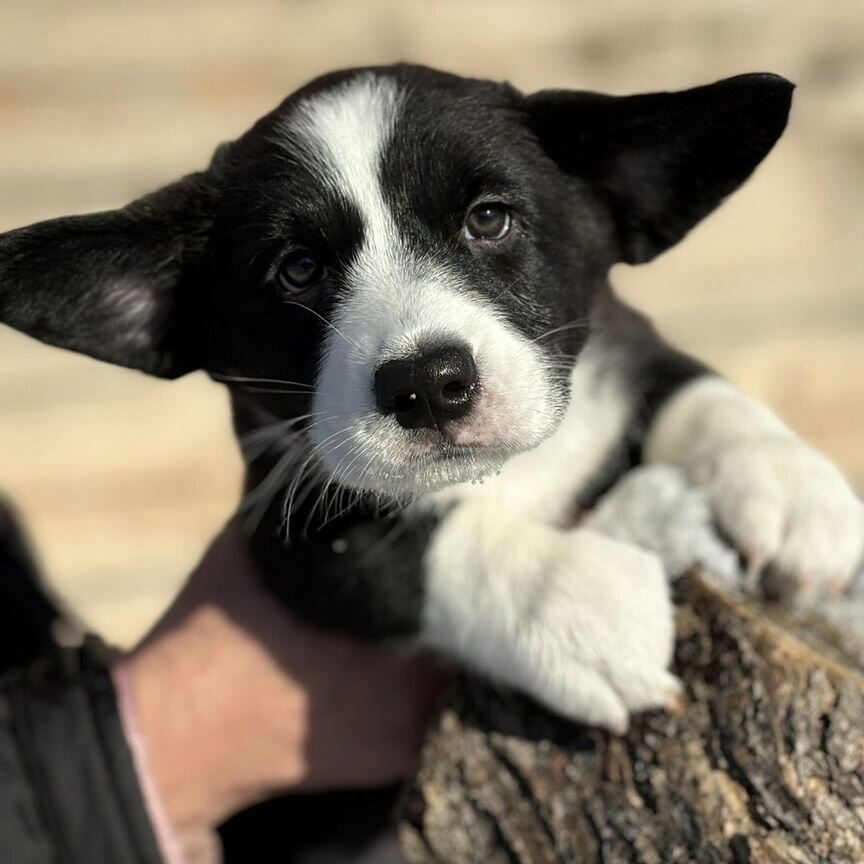 Мальчик кардиган в любимцы