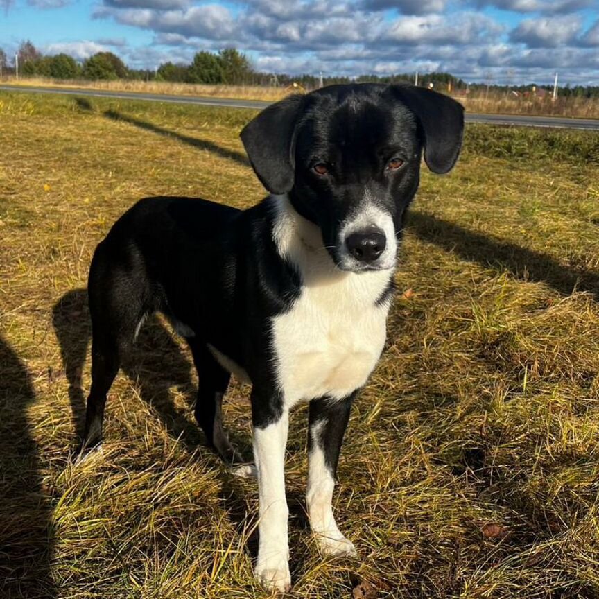 Собака в добрые руки борадор