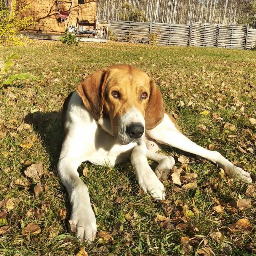 Кобель гончей ищет дом