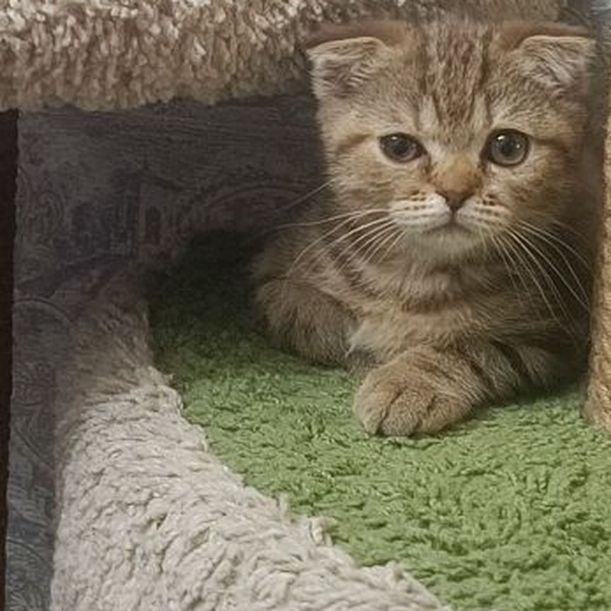 Шотландский вислоухий короткошёрстный котёнок