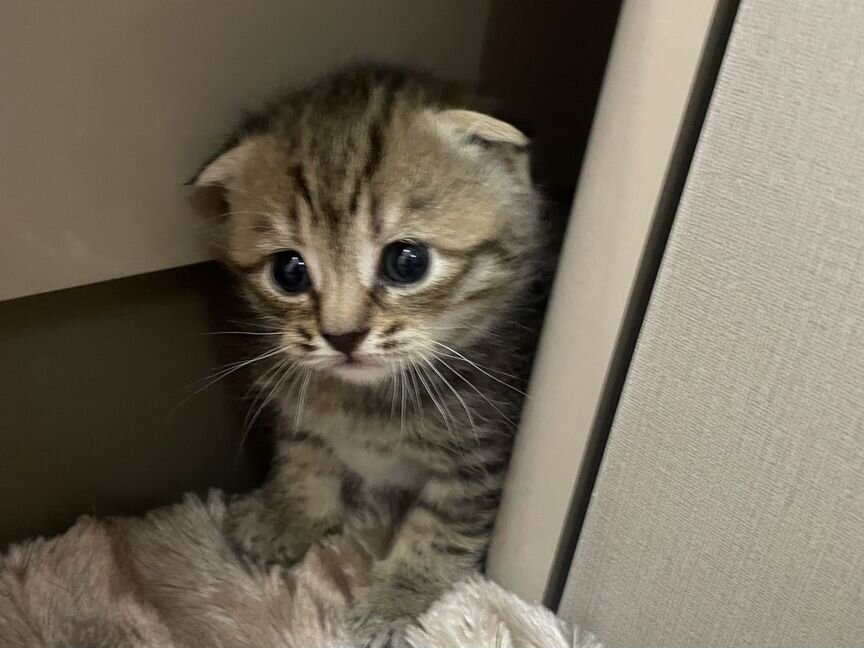 Британские котята