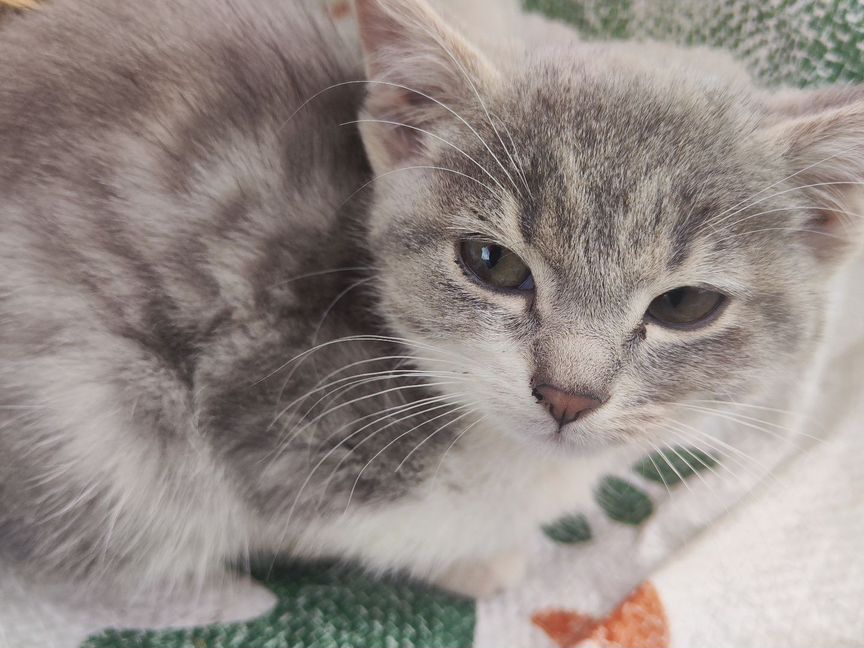 Котенок