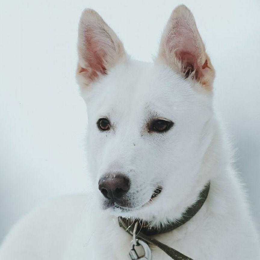 Взрослая собака в добрые руки