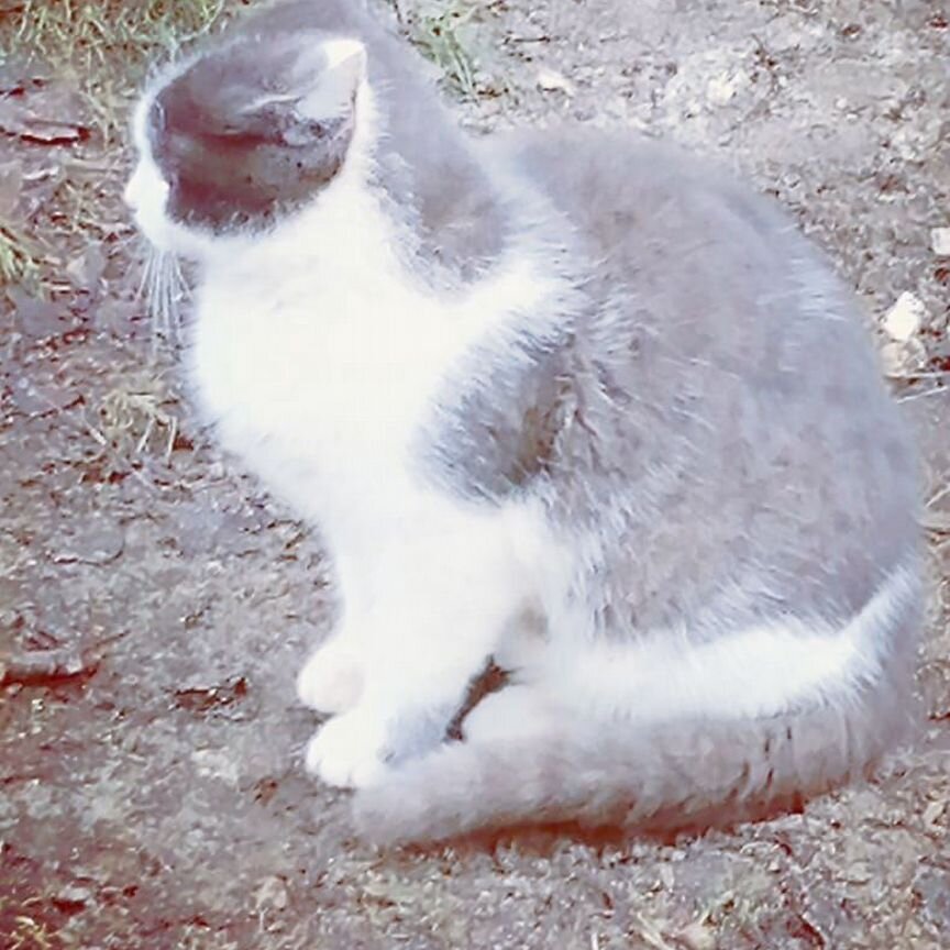 Ищем хорошего, любящего хозяина котёнку