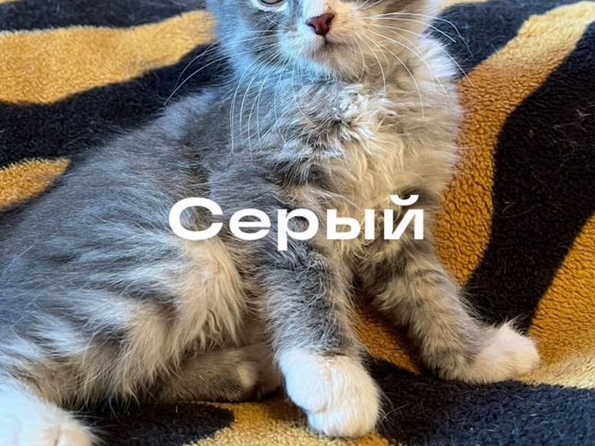 Чудные малыши