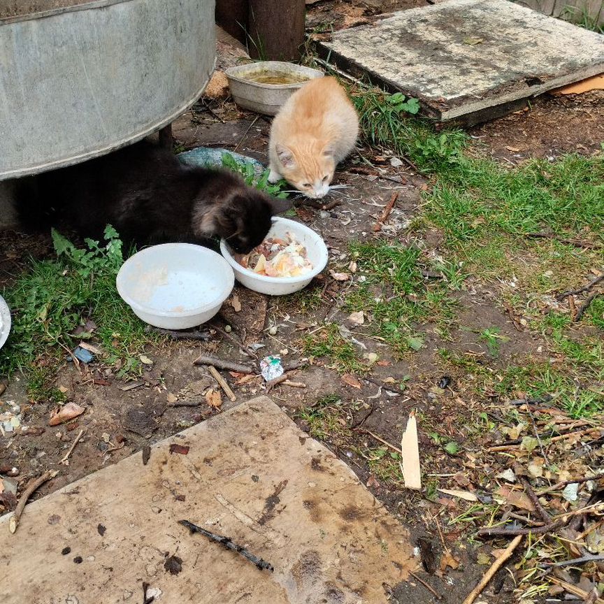 Котята мальчики