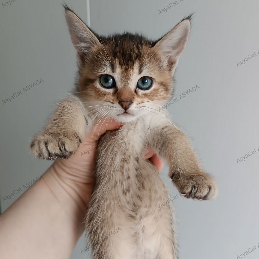 Чаузи котёнок