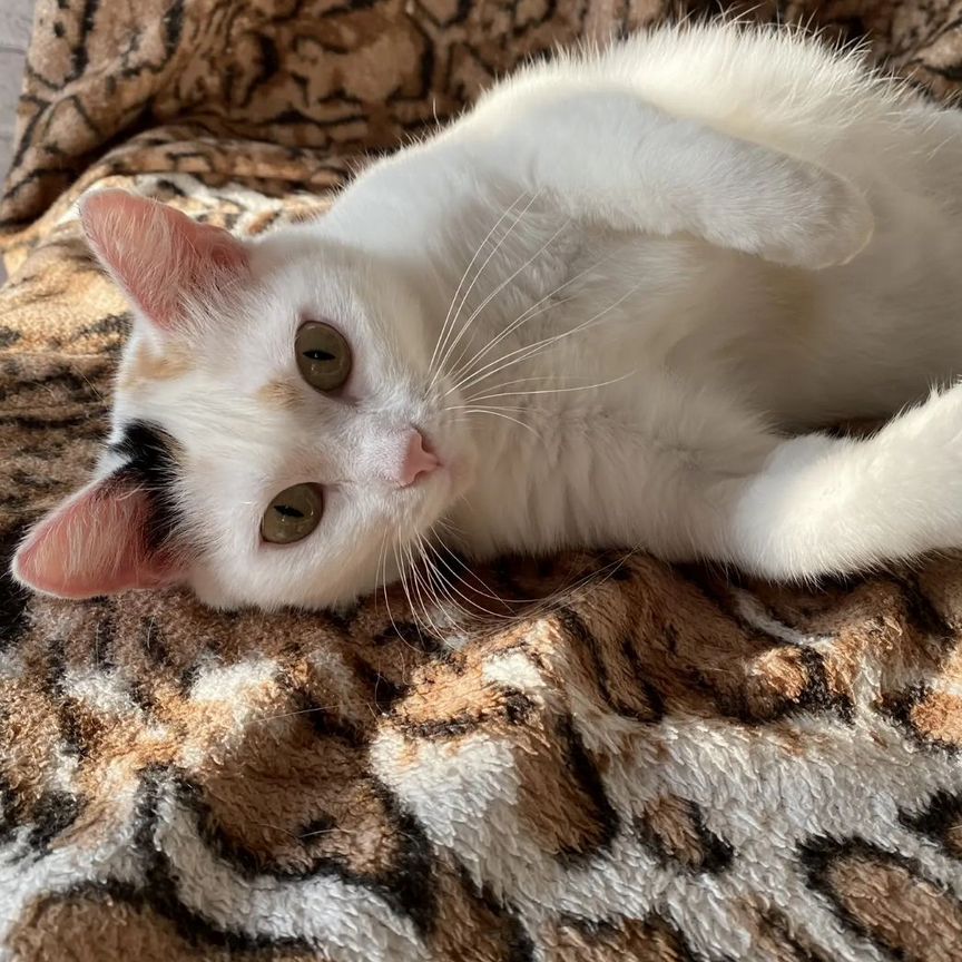 Взрослая, кошка в добрые руки