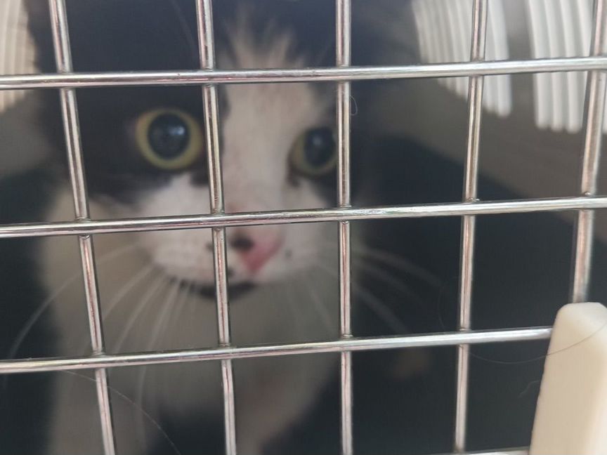 Кошечку после операции ждет улица