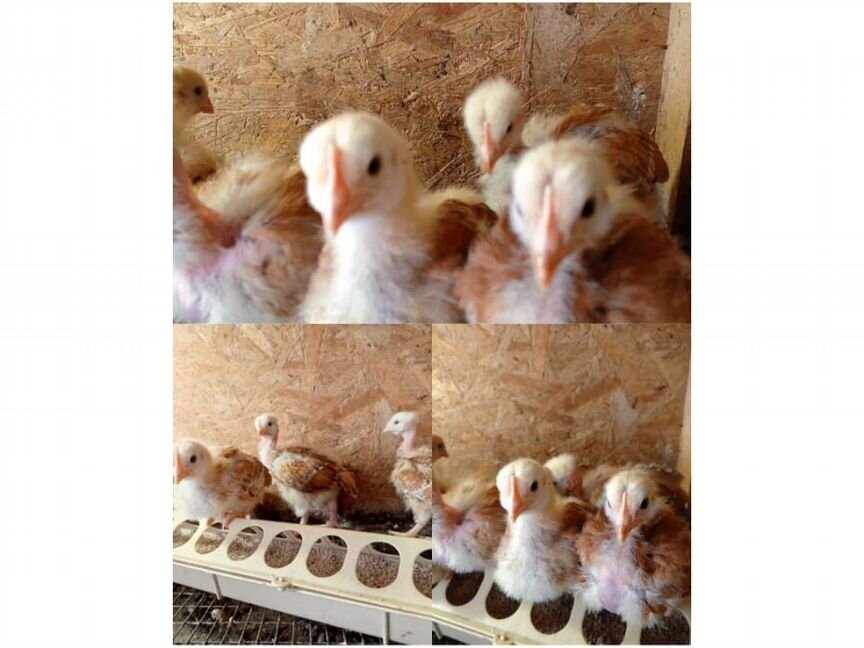 Цыплята бройлеры биг 6
