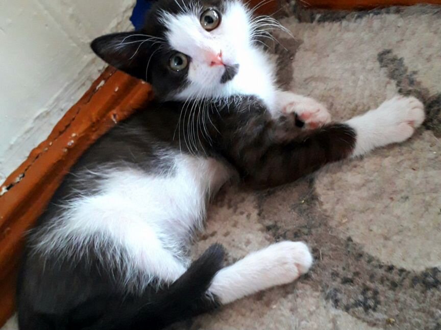 Котенок