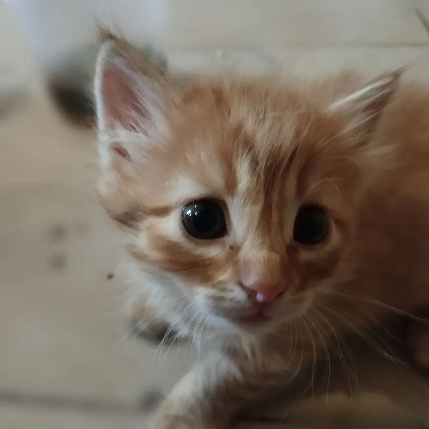 Котята в добрые руки (4)
