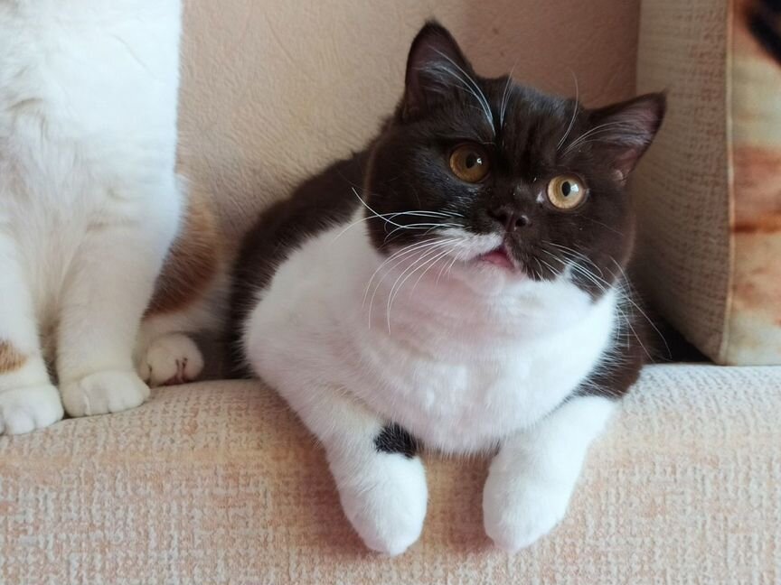 Шоколадный кот
