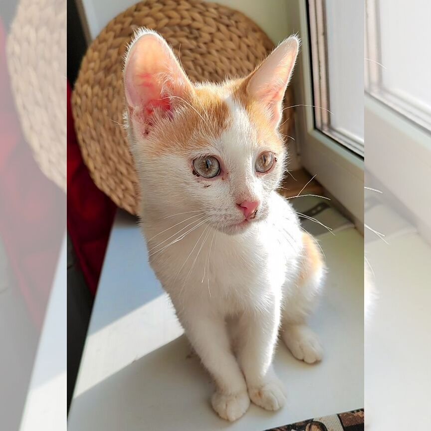 Рыжий котенок в добрые руки