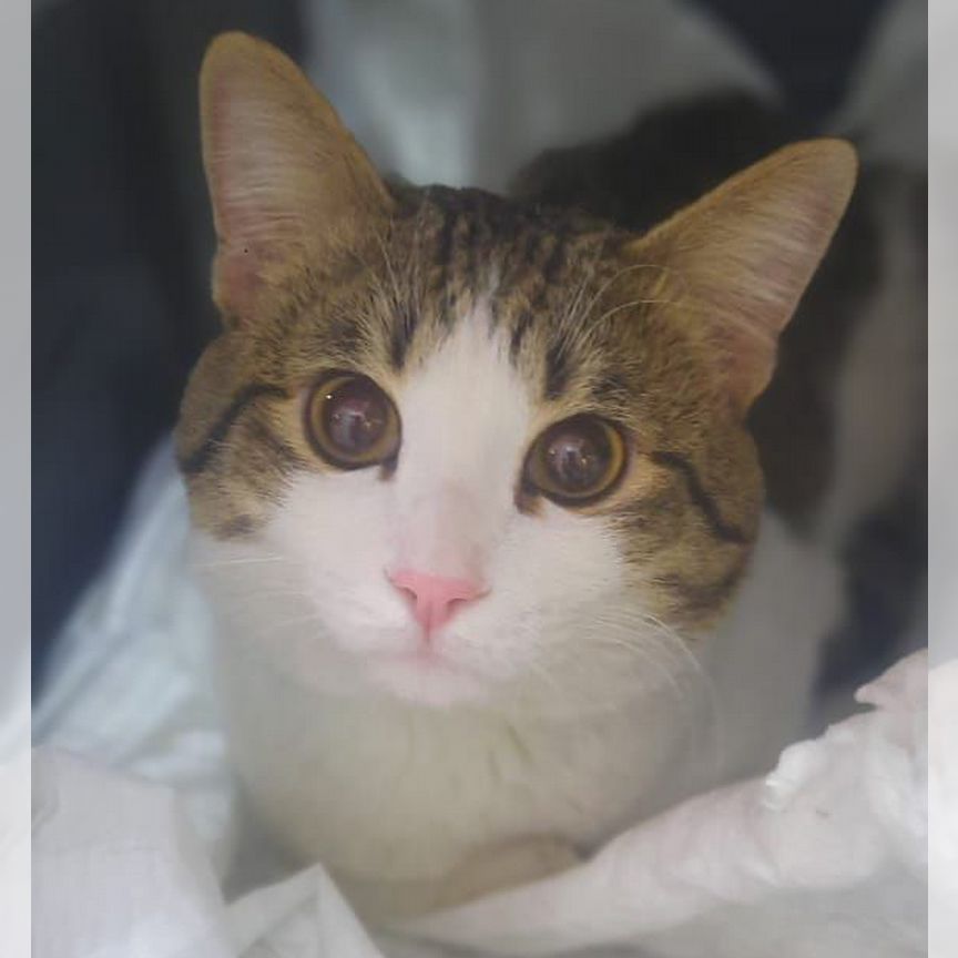 Котик ищит любящих хозяев