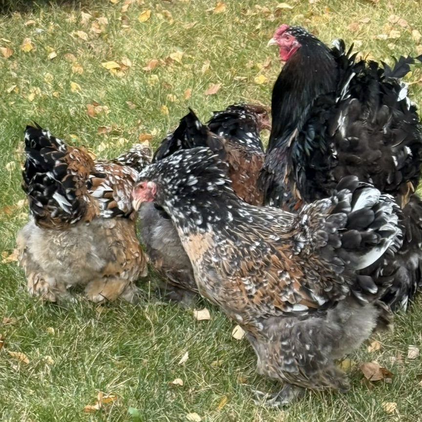 Инкубационное яйцо кур брама