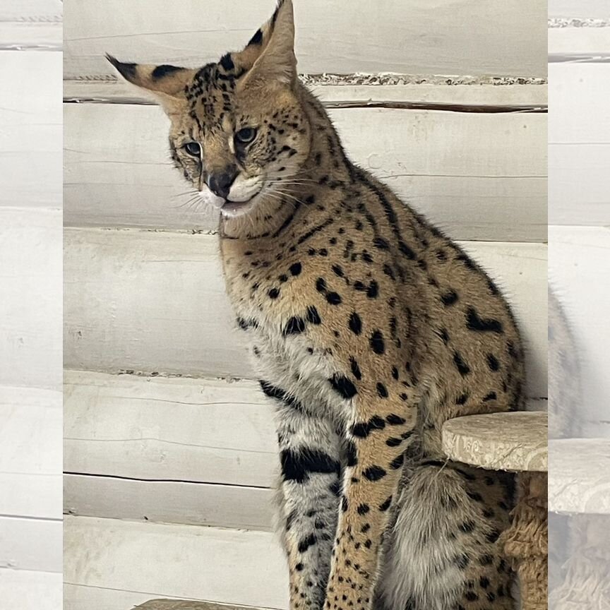 Пакет для регистрации tica, WCF Саванна ф0