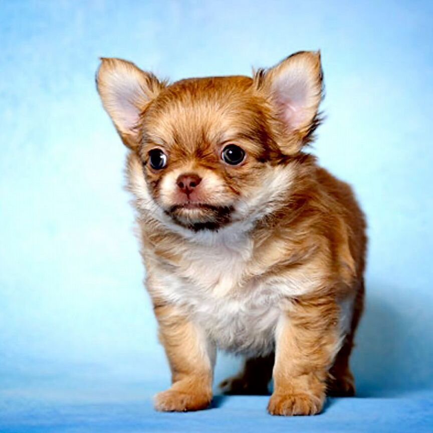 Чихуахуа мальчик, рыжего окраса