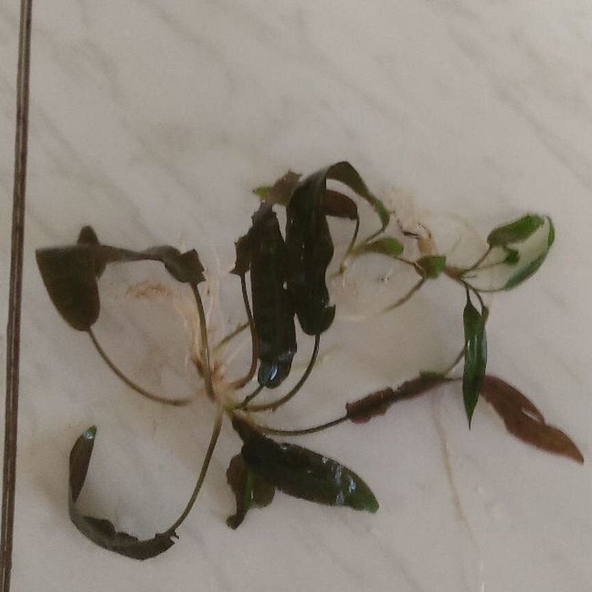 Аквариумные растения