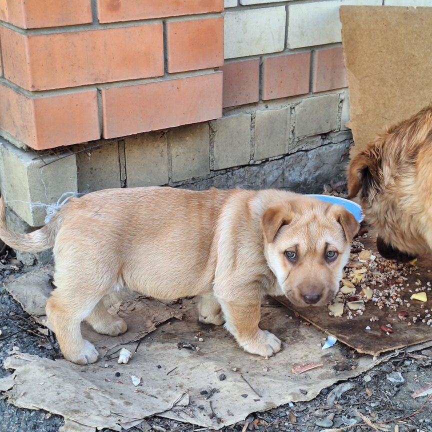 Собачульки-курносики