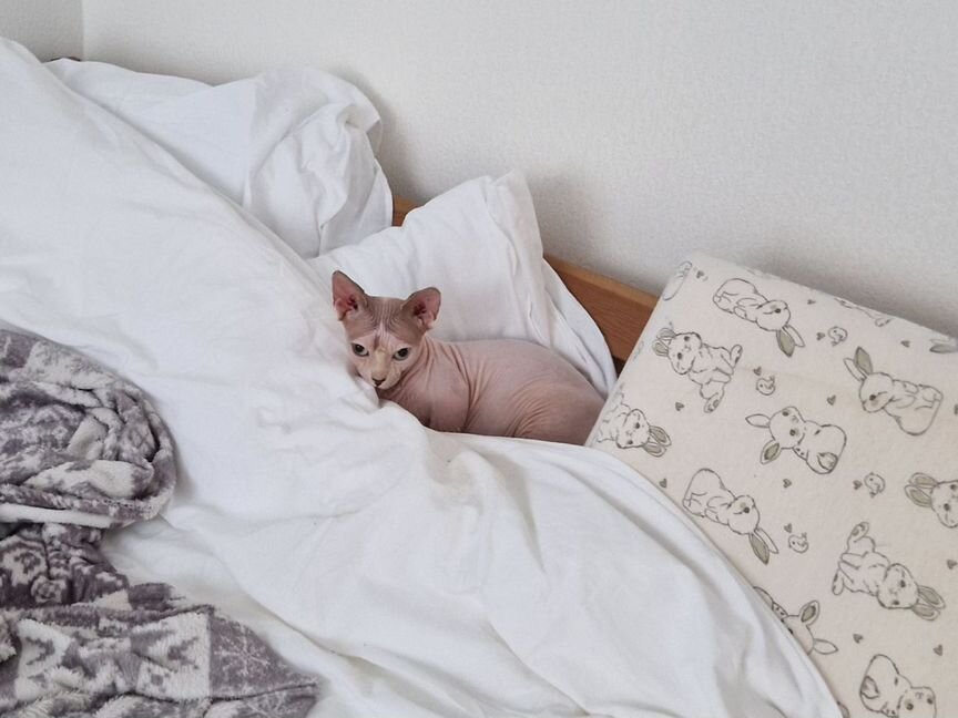 Кошка бамбино