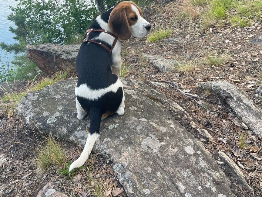 Щенок Бигль мальчик