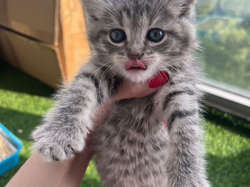 Котята в добрые руки бесплатно