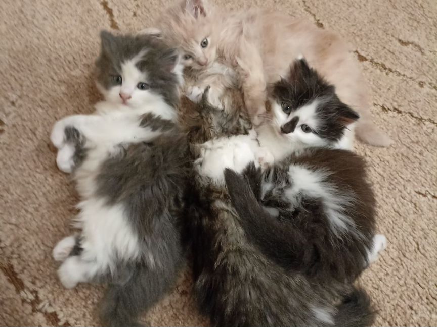 Милые котята 1 месяц