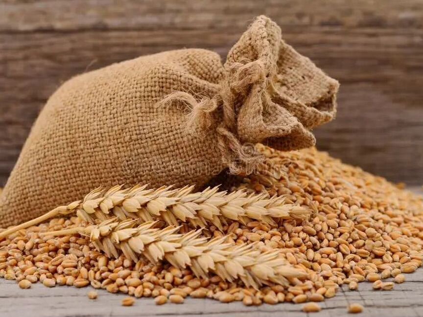 Зерно пшеница