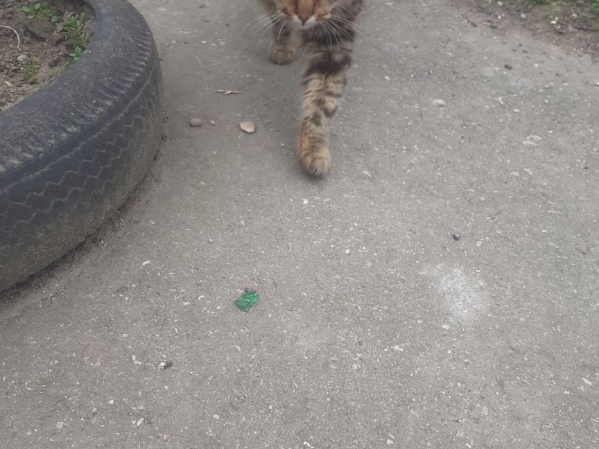 Продам кота