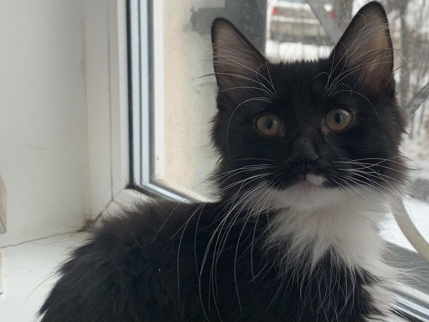 Кошка взрослая в добрые руки