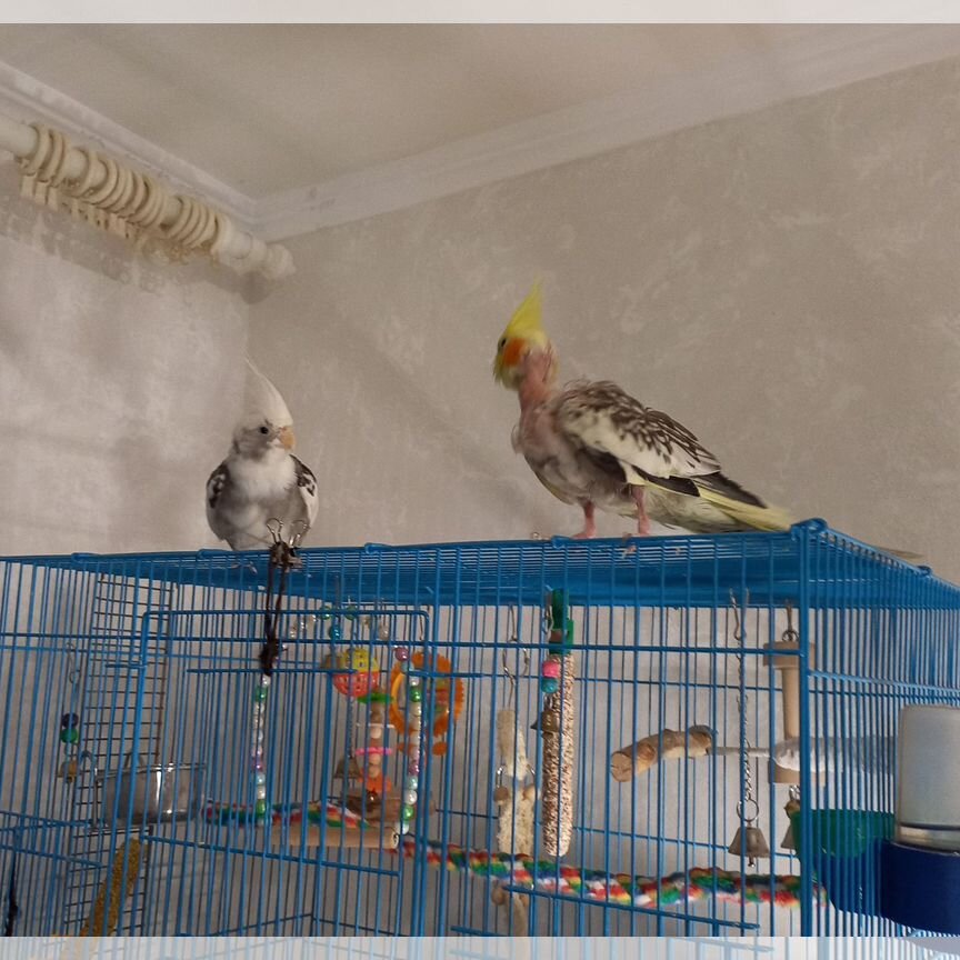 Попугай корелла