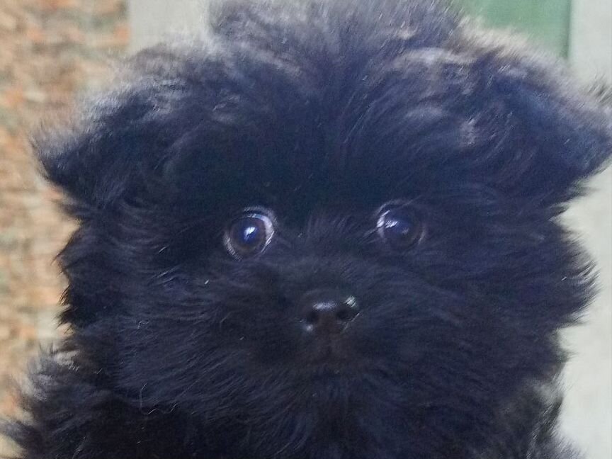 Болонка мальчик