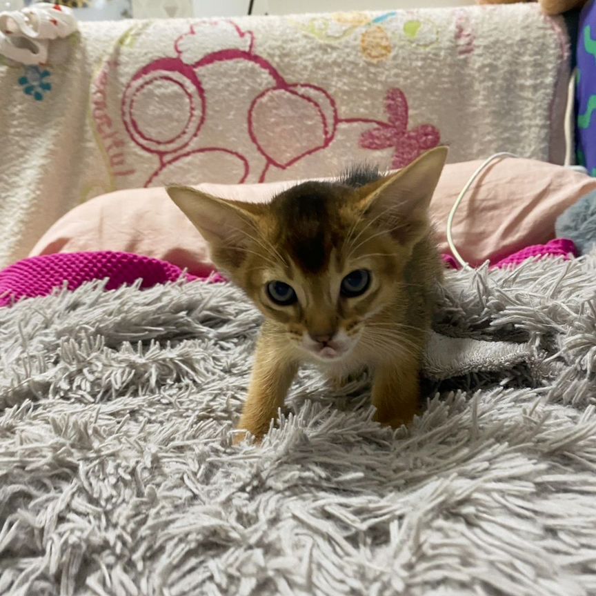 Абиссинские котята