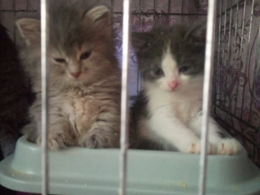 Котята в добрые руки
